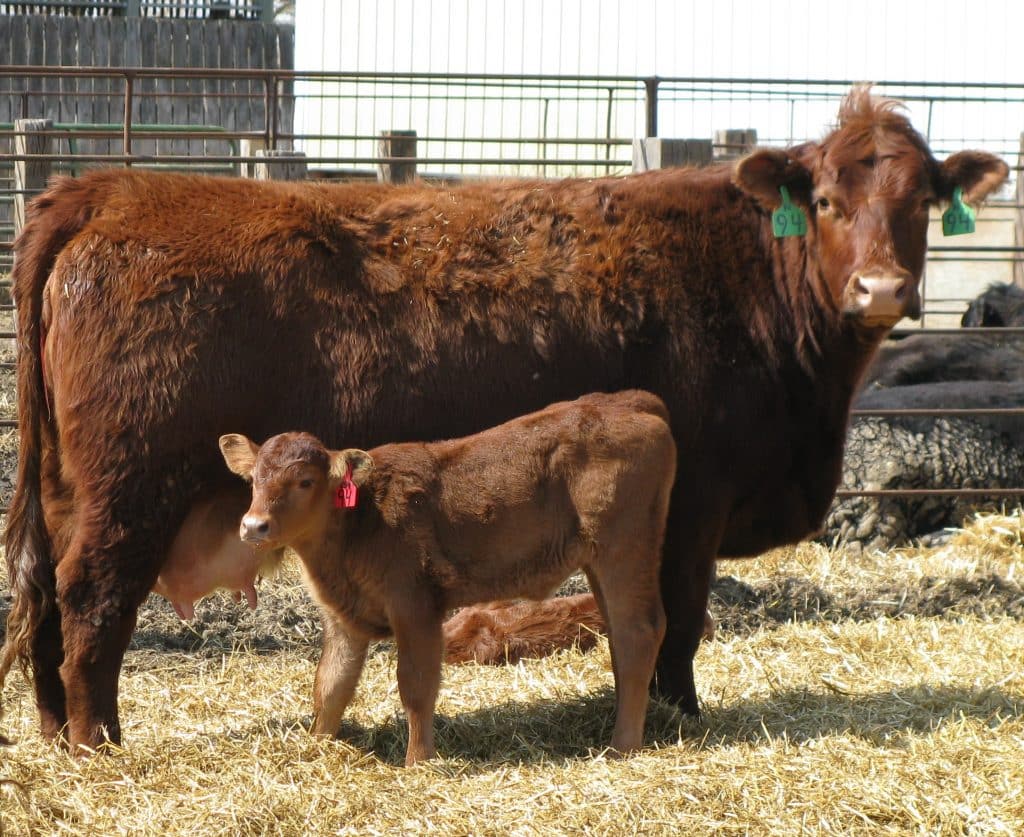 NDSU Extension offers webinar series for junior beef producers | TSLN.com