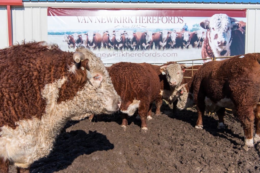 Van Newkirks Herefords 50th Annual Bull Sale | TSLN.com