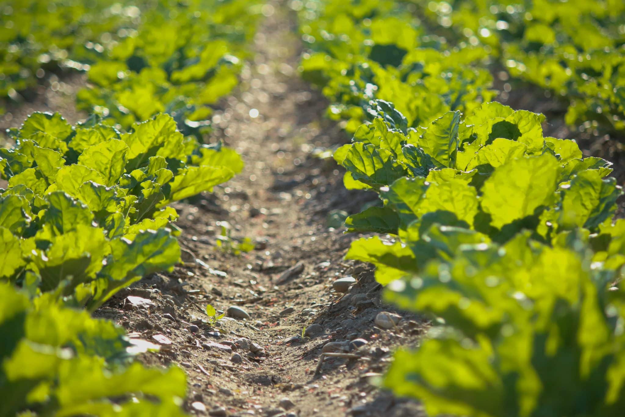 Sidney Sugars to close doors, beet farmers ponder future | TSLN.com