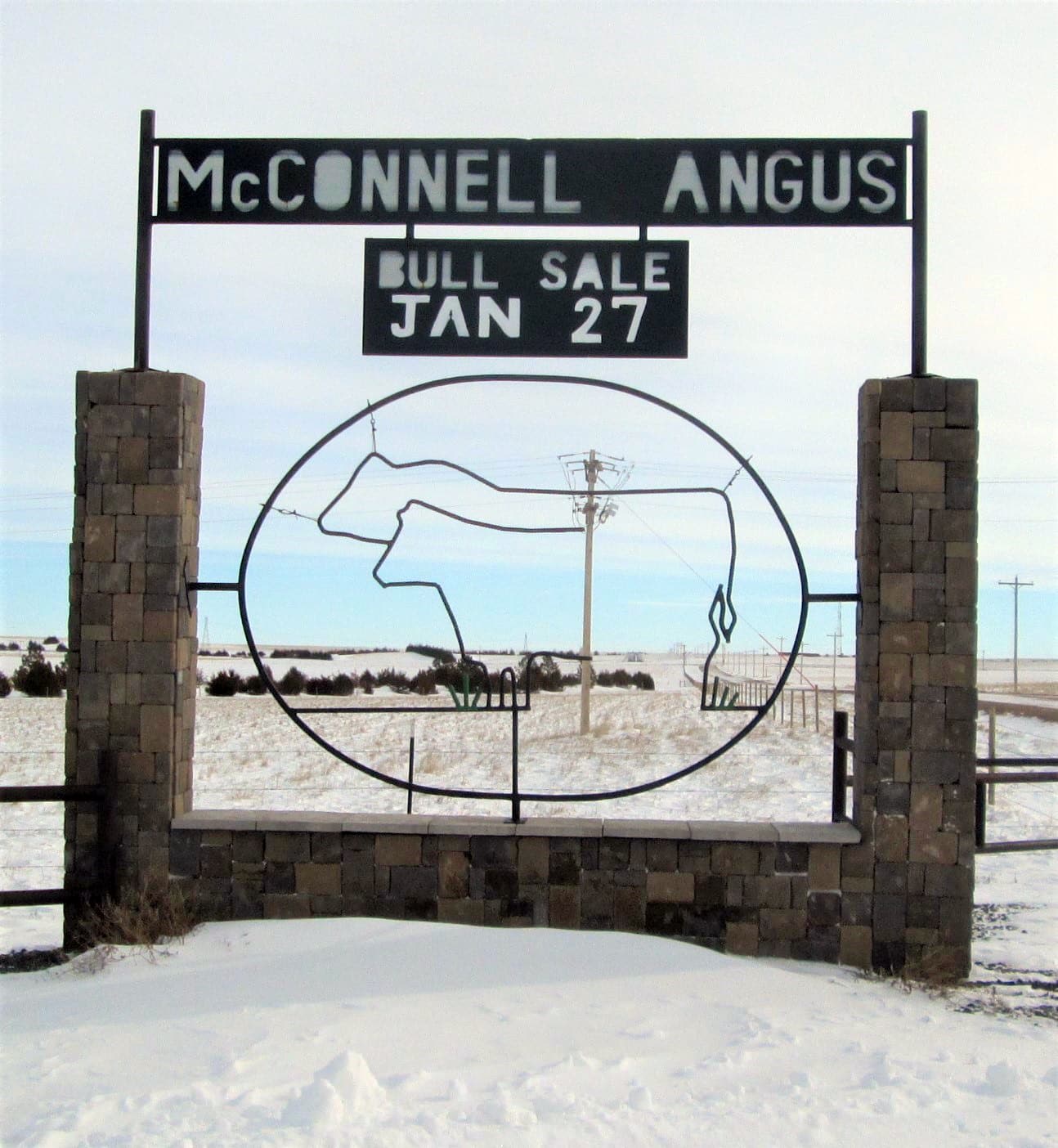 McConnell Angus Bull Sale | TSLN.com