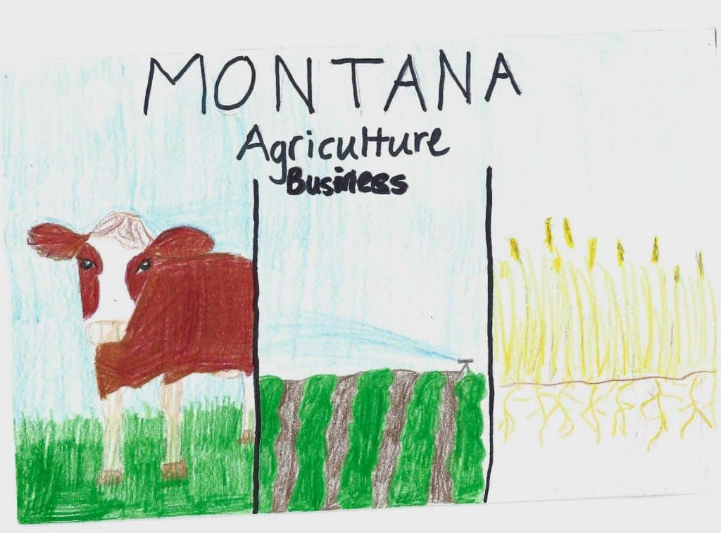 Winners of Montana Ag in Color Drawing Contest announced | TSLN.com