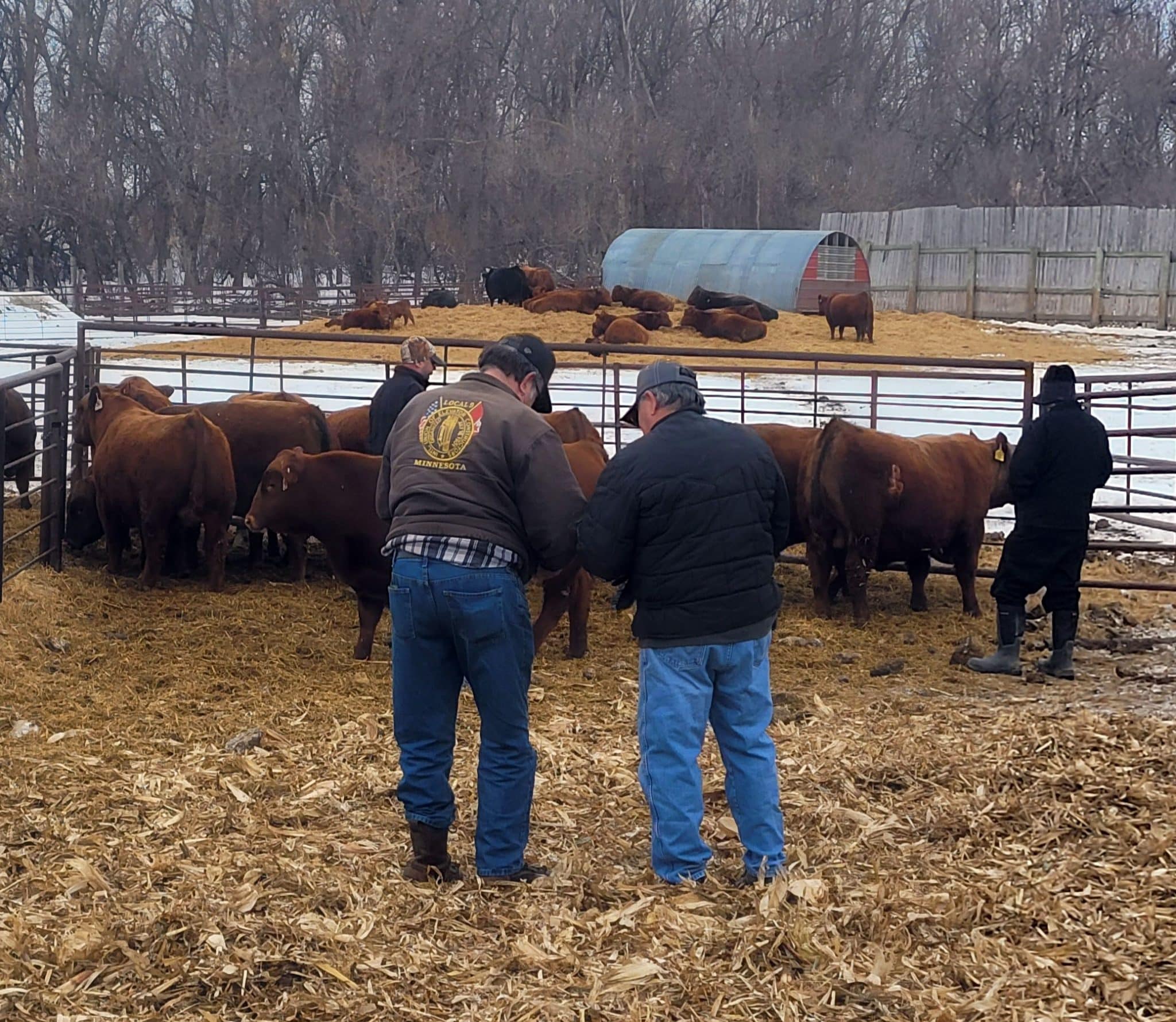 Jacobson Red Angus Annual Bull Sale | TSLN.com