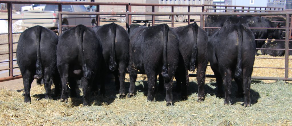 Lisco Angus & M Diamond Angus Bull Sale | TSLN.com