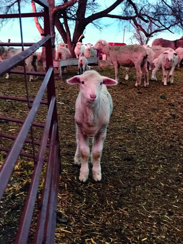 NDSU sheep workshop scheduled for April 15 | TSLN.com