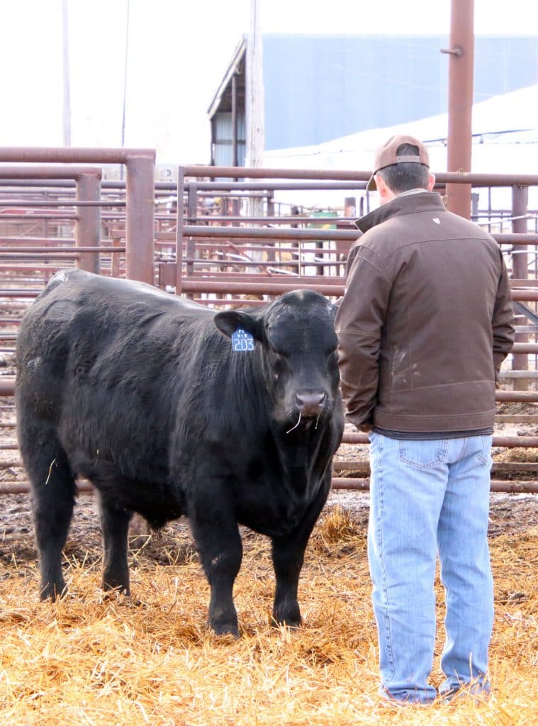 Deep Creek Angus Ranch 24th Annual Bull Sale | TSLN.com