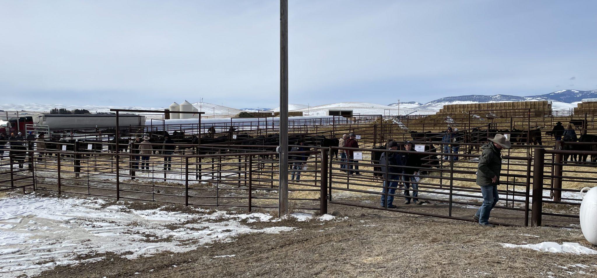 Sitz Angus 21st Annual Spring Production Sale | TSLN.com