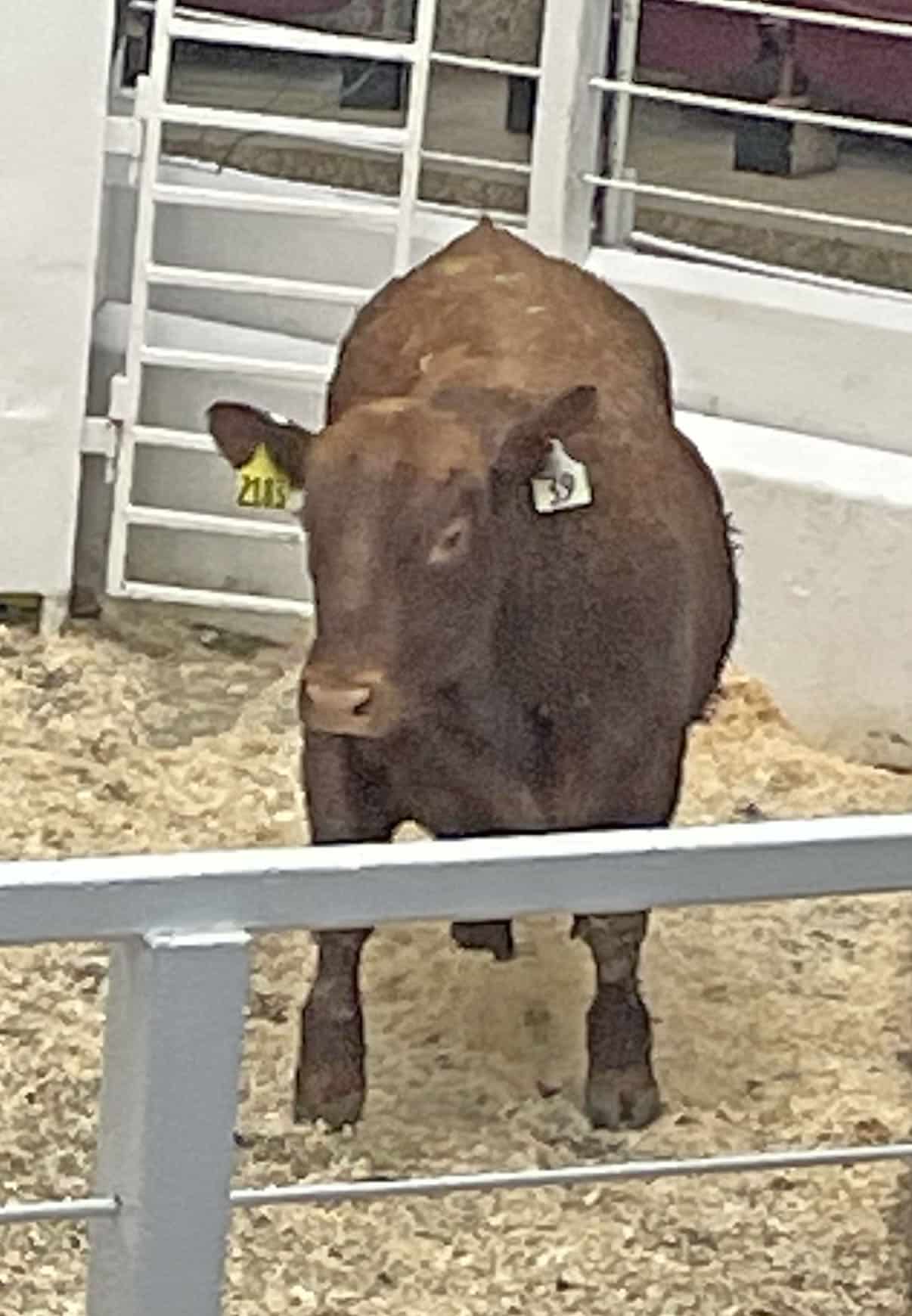 McCann Red Angus | TSLN.com