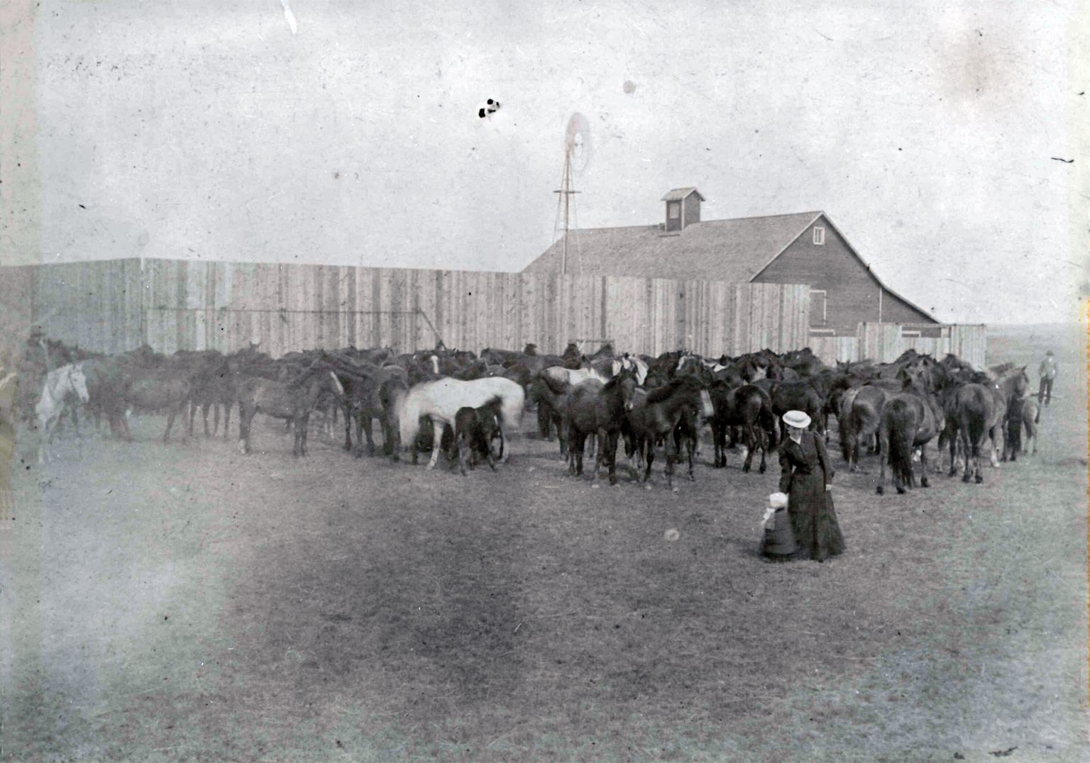 A Ranching Legacy: The Fortier Family | TSLN.com