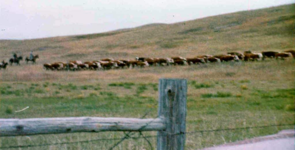 A Ranching Legacy: The Fortier Family | TSLN.com