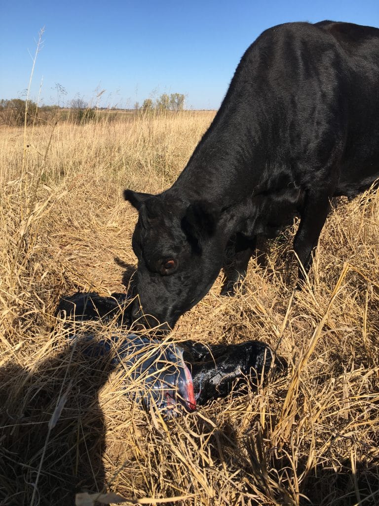 CALVING IN THE COLD | TSLN.com