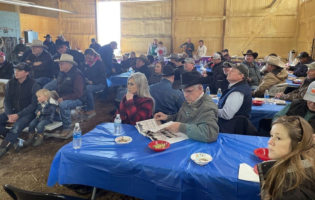 Dal Porto Livestock/ Rancho Casino/Cox Ranch Bull Sale | TSLN.com