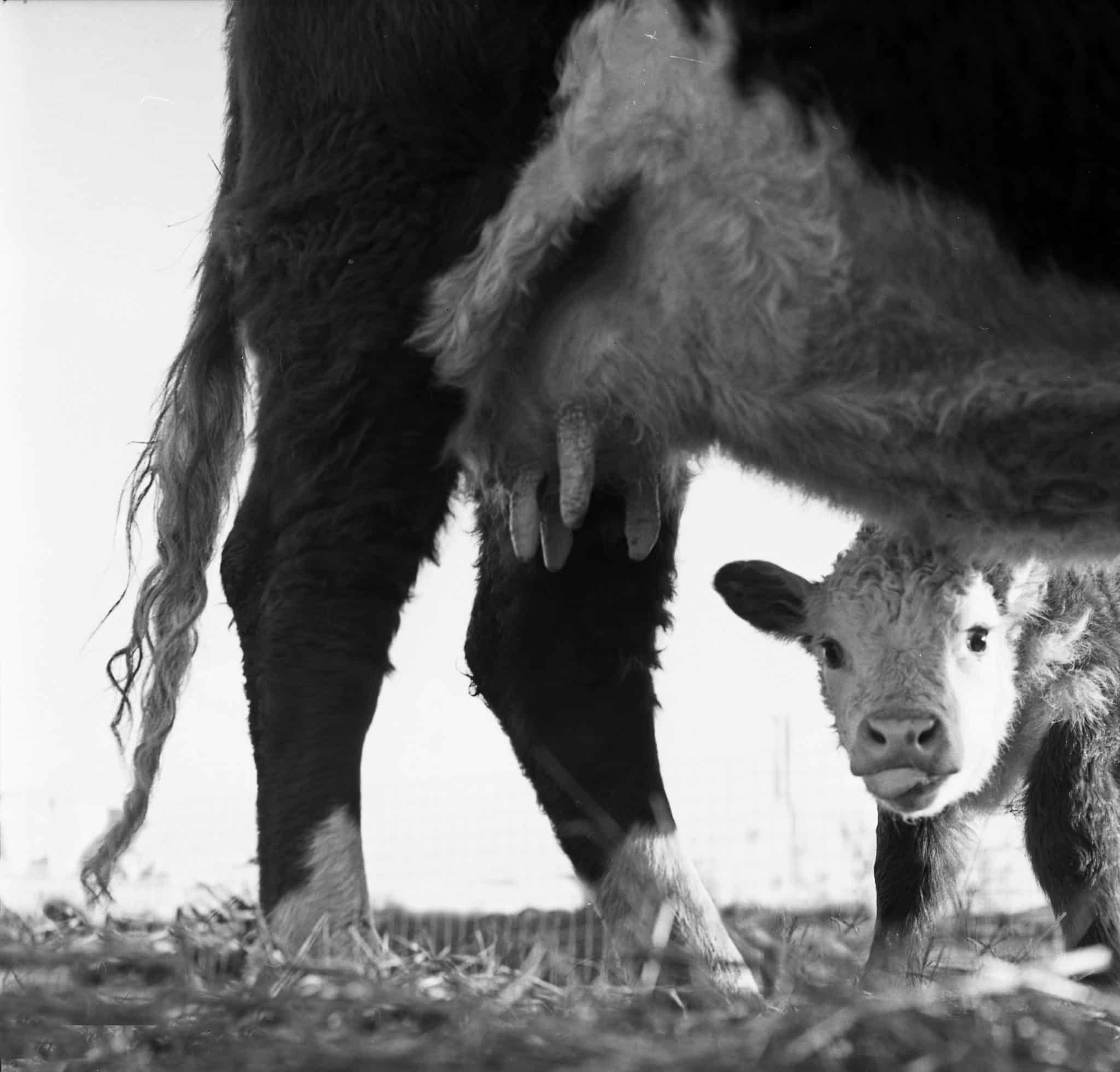 The flash has gone out: Long-time, legendary rodeo photographer passes ...