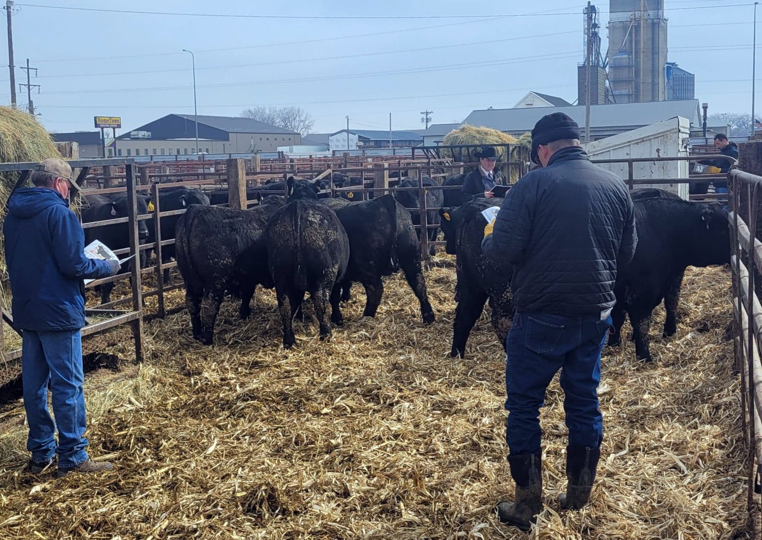 Miller Angus Farms Annual Bull & Female Sale | TSLN.com