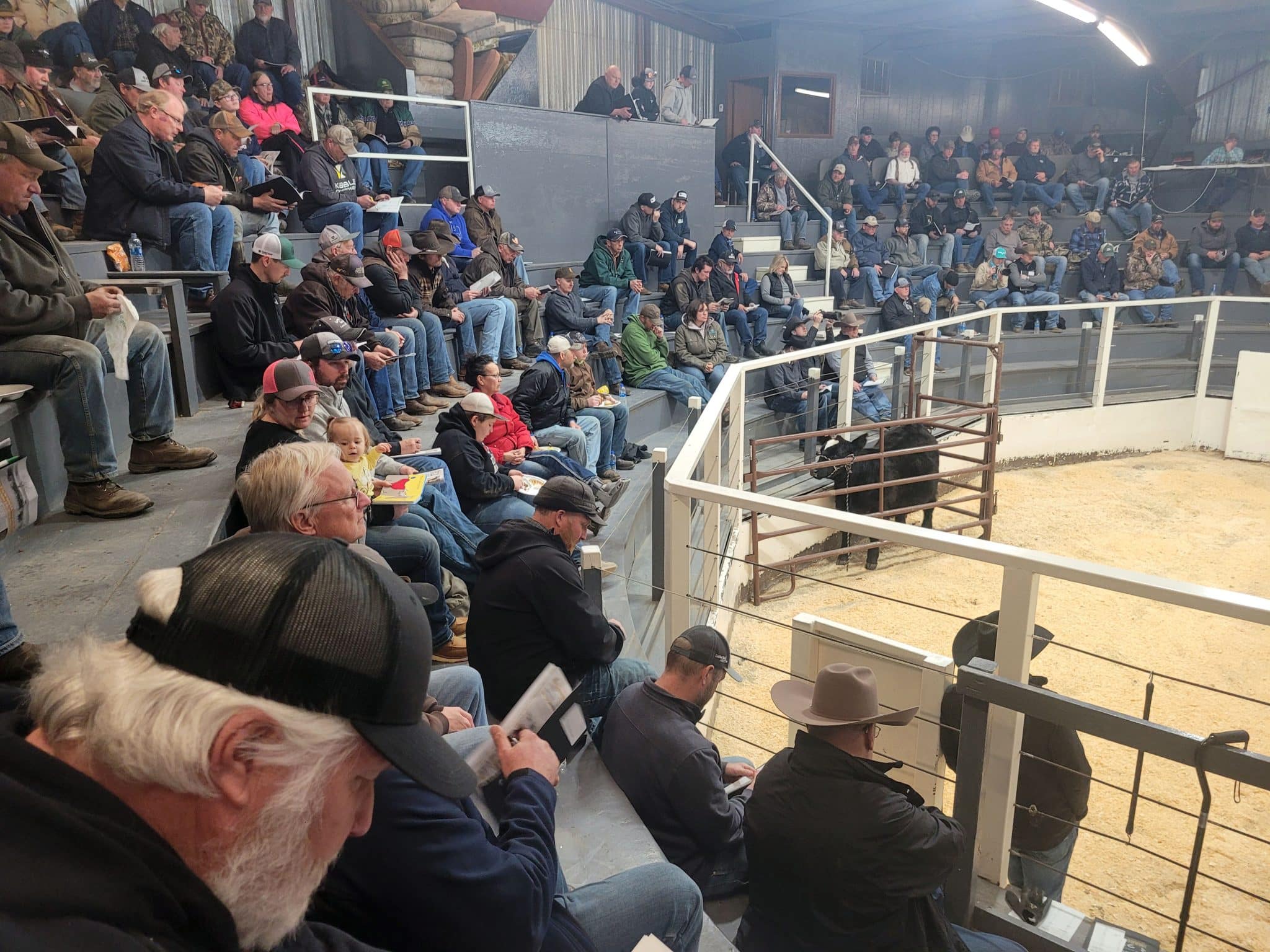 Miller Angus Farms Annual Bull & Female Sale | TSLN.com