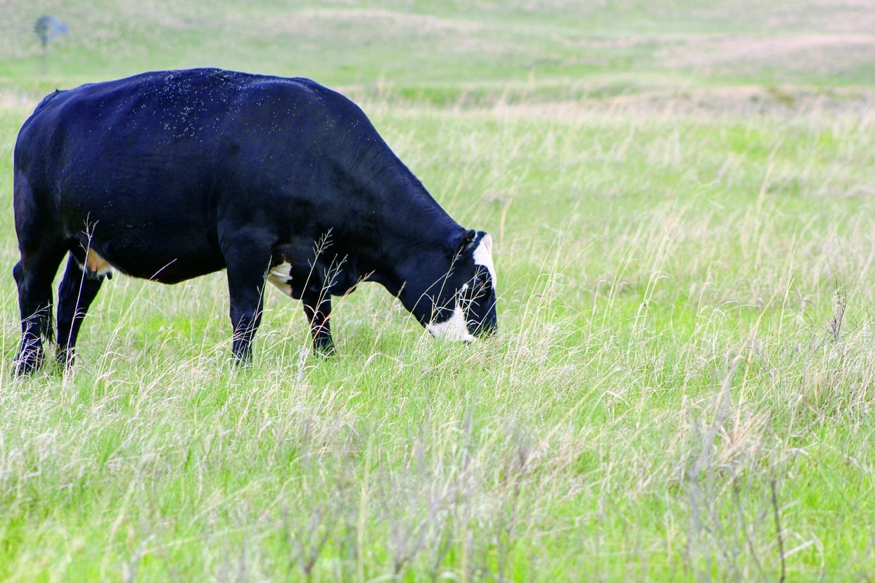 Preventing grass tetany in the lactating beef cow this spring | TSLN.com