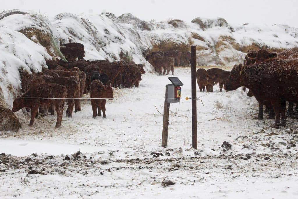 Will it ever end? Ranchers deal with snow on snow as April storm piles ...