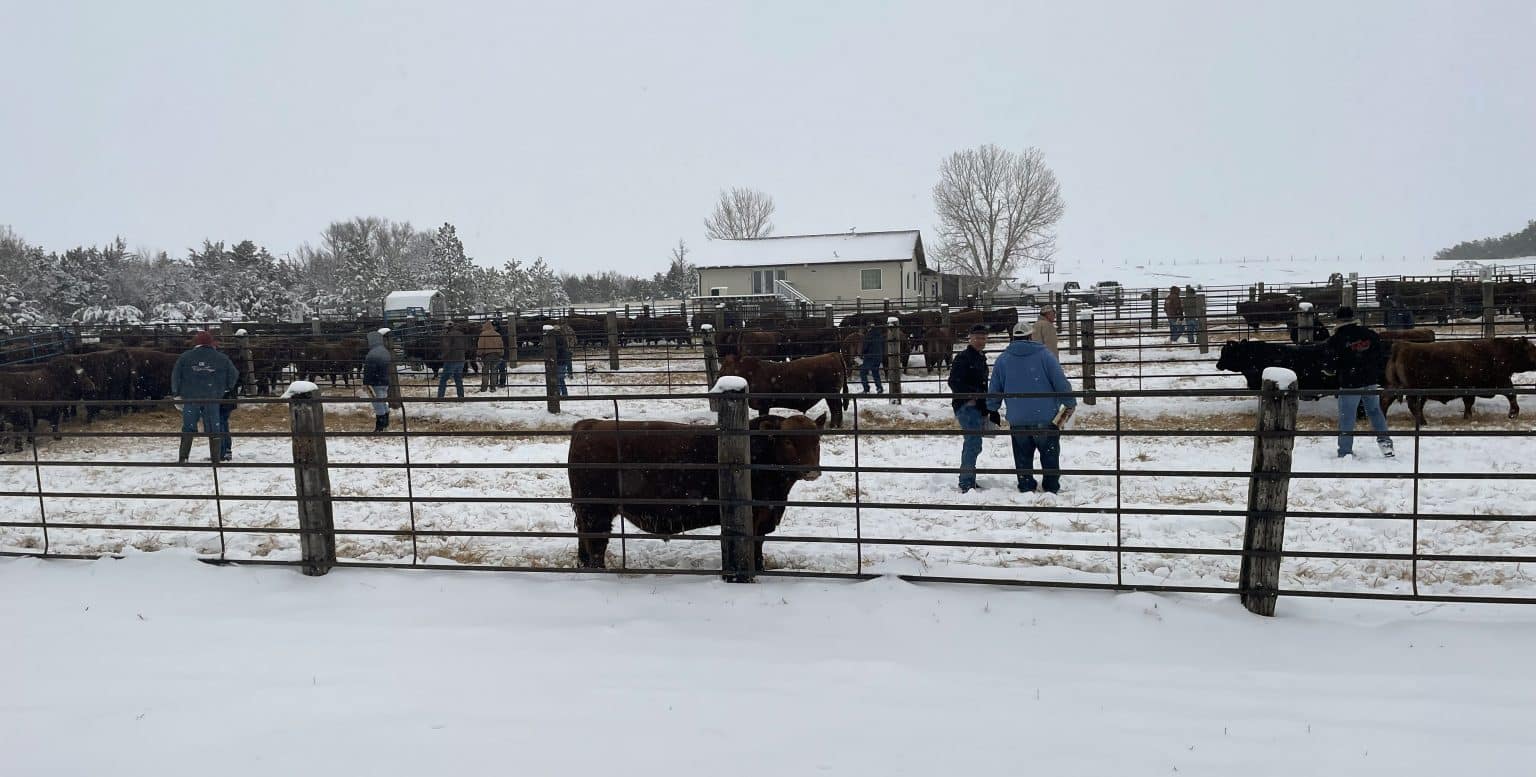 Pieper Red Angus 33rd Annual Performance Leaders Production Sale | TSLN.com