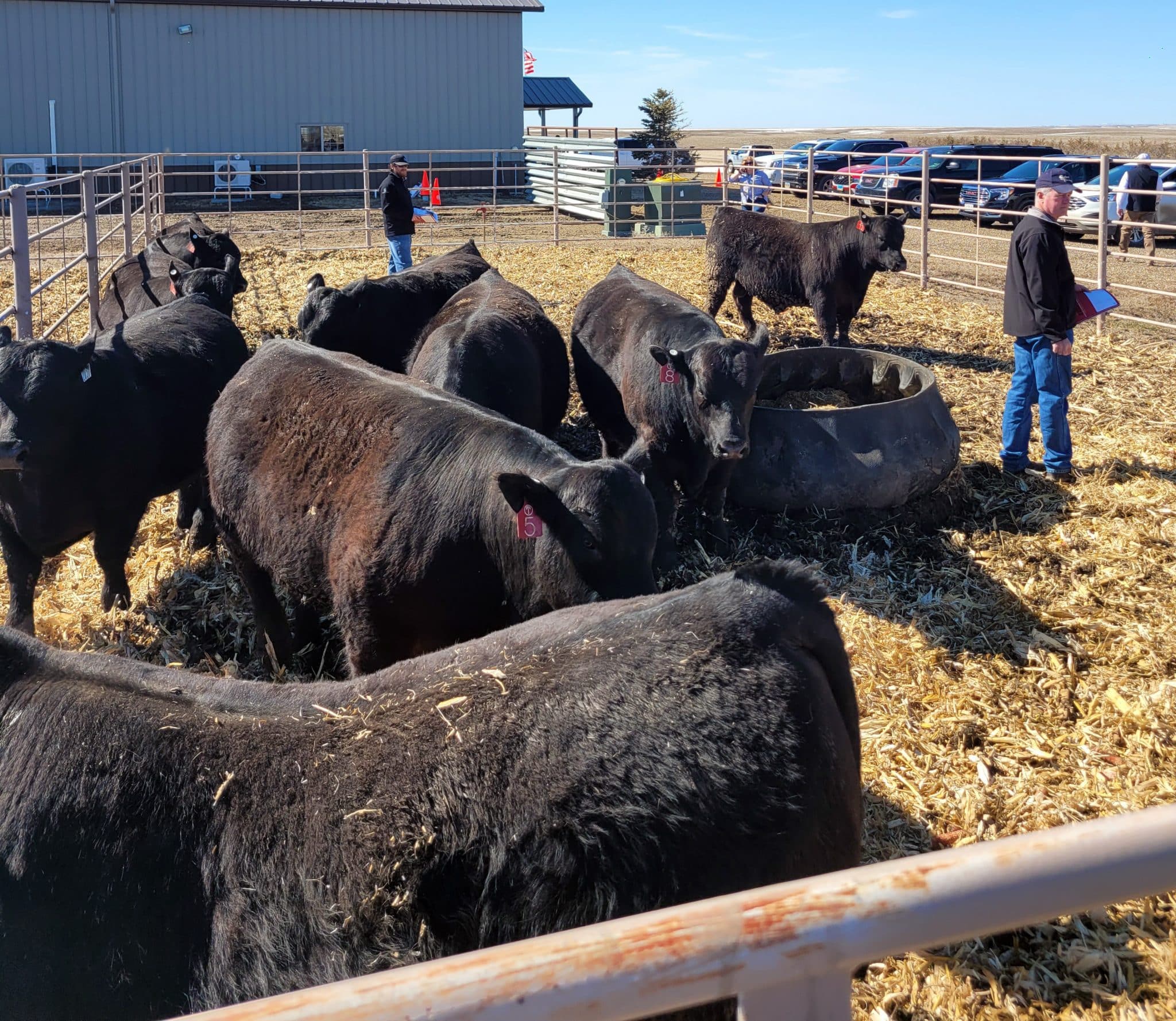 Thomas Ranch Bull Sale | TSLN.com