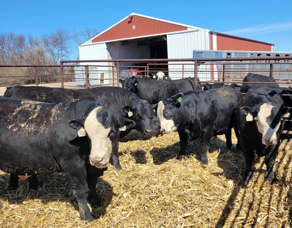 Reppe Ranch “Best in the Midwest” Bull Sale | TSLN.com