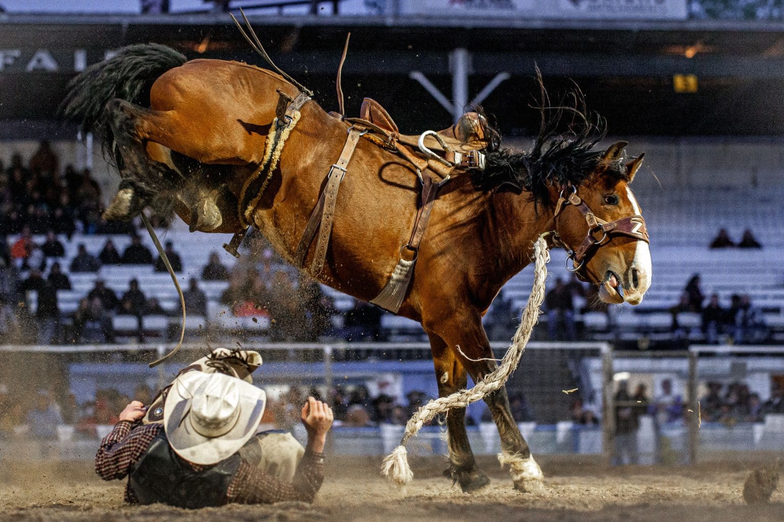 The big time: Miles City hosts 29 of top 30 bronc riders in 2023 Xtreme Broncs Match, including ...