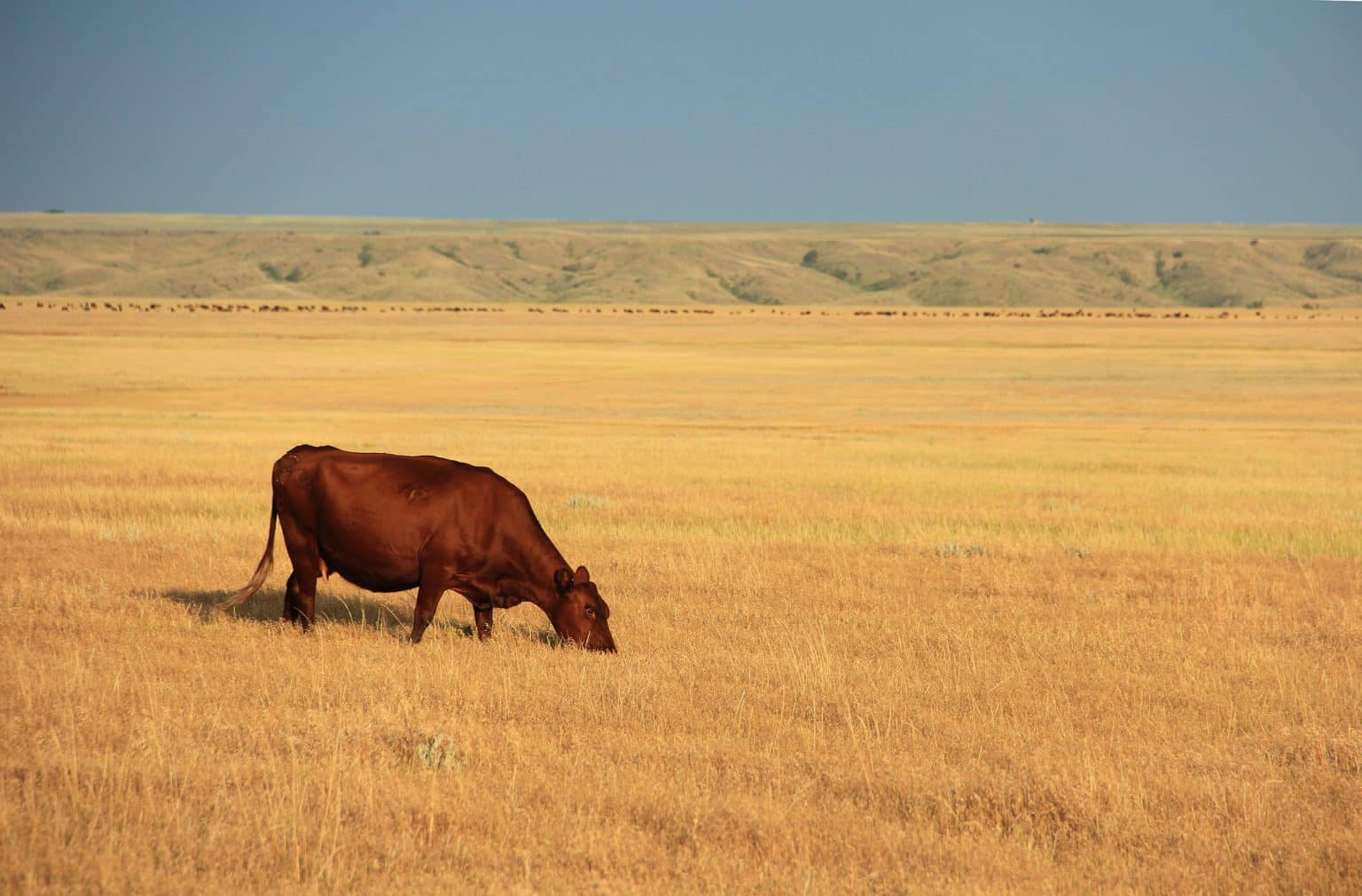 Where will all the cows go? Committee hears testimony on BLM proposal ...