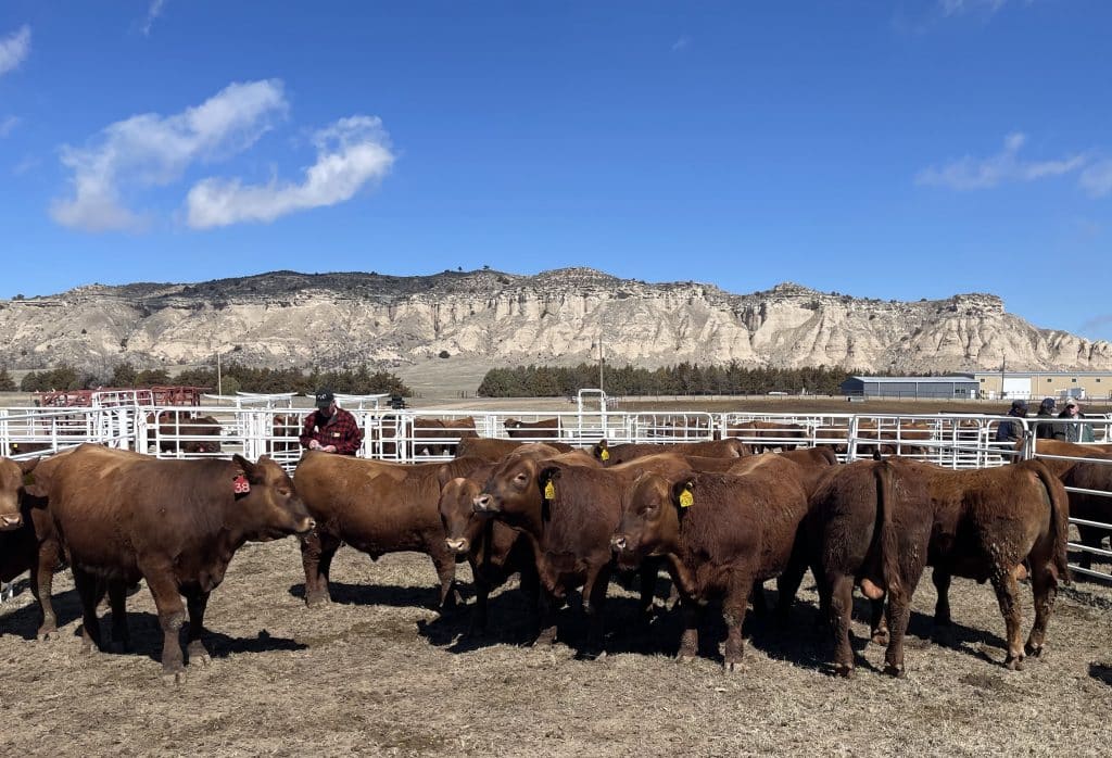 Schuler Red Angus 41st Red Angus Bull Sale | TSLN.com