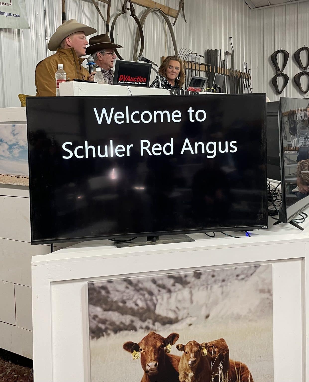 Schuler Red Angus 41st Red Angus Bull Sale | TSLN.com