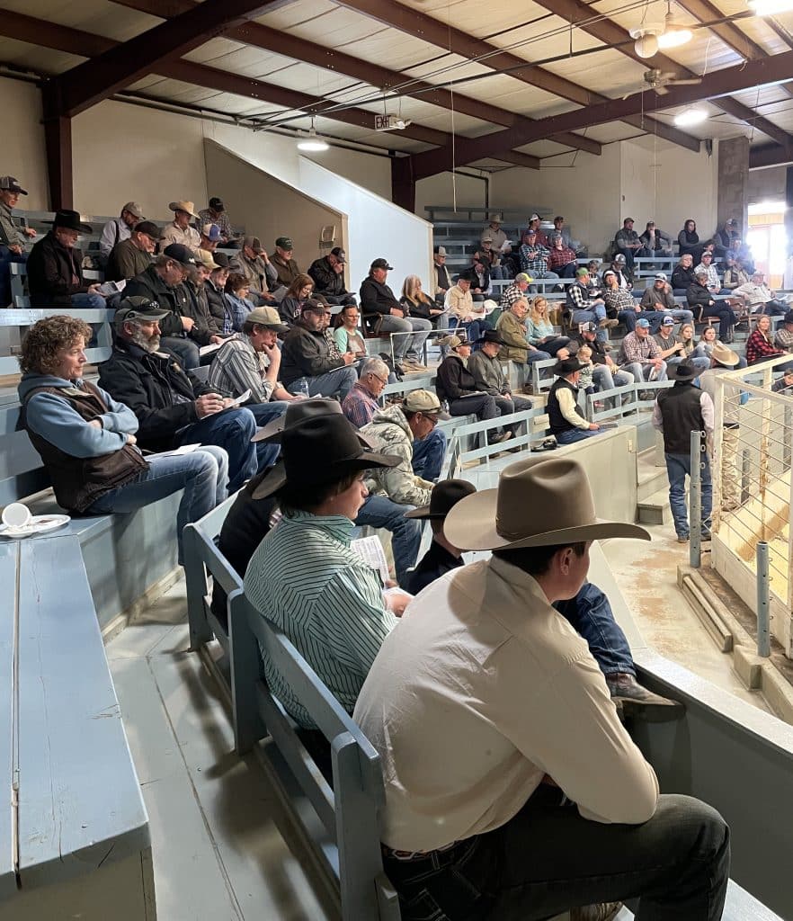 Miske Angus Ranch Annual Production Sale | TSLN.com