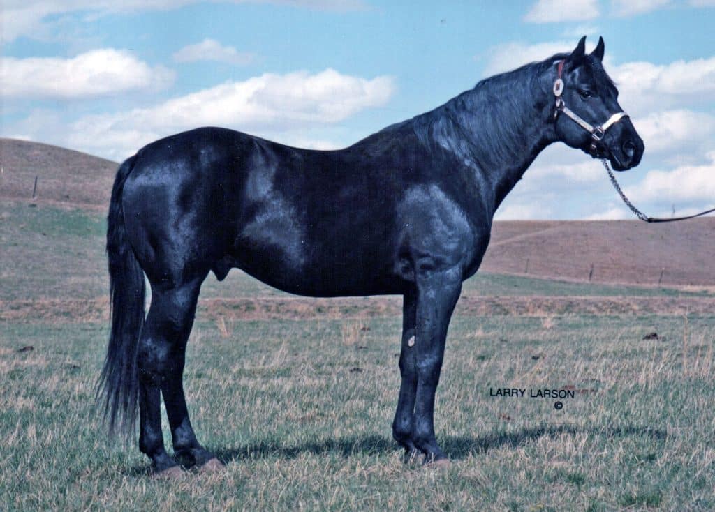 Horse Crazy, Gary and Deb Mailloux: South Dakota couple celebrates 50 ...