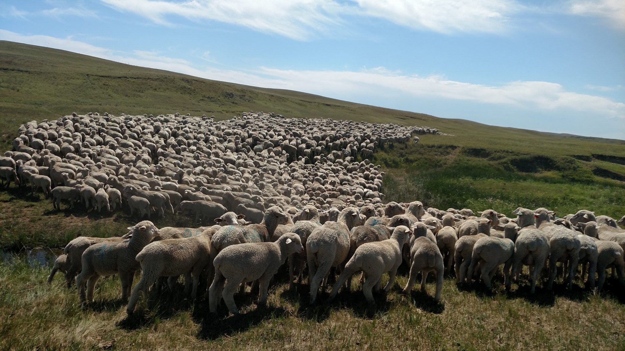 USDA-ARS Researchers Introduce Treatment to Prevent Parasites in Sheep ...