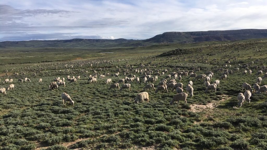 UW Extension to Lead Educational Programming at Inaugural Wyoming Sheep ...