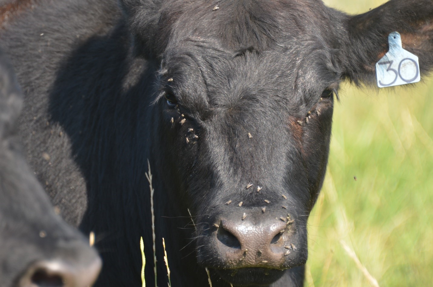 Face flies on pastured cattle | TSLN.com