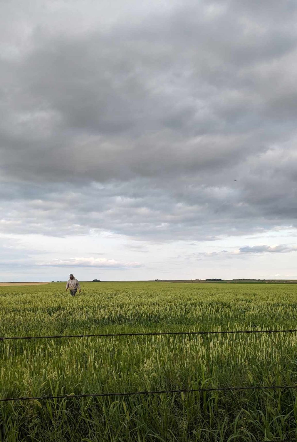 To Plant or Not To Plant: Producers Still Have Options for Late Season ...