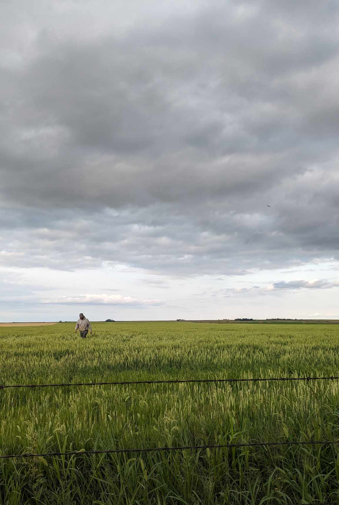 To Plant or Not To Plant: Producers Still Have Options for Late Season ...