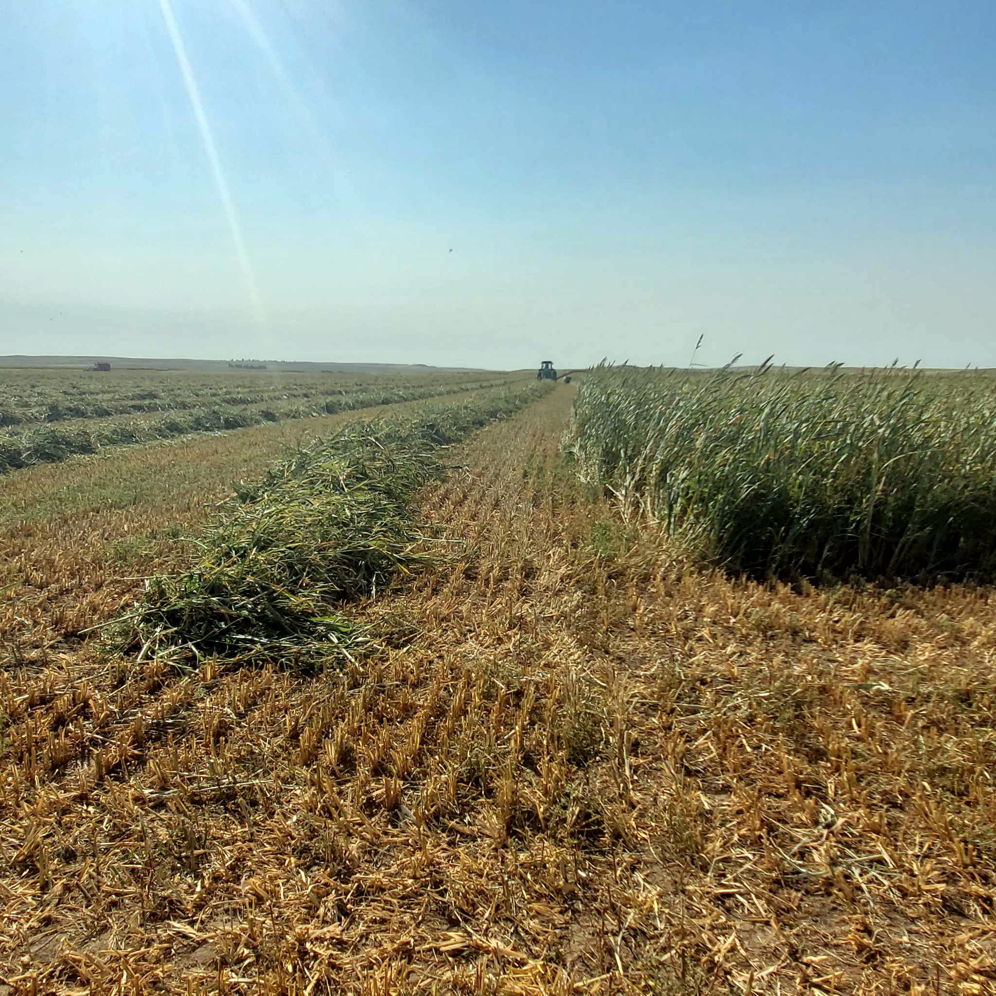 To Plant or Not To Plant: Producers Still Have Options for Late Season ...