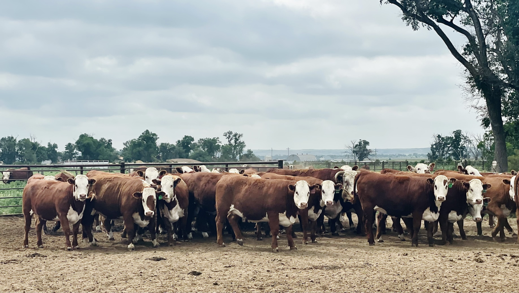 Fundraiser: Van Newkirk heifer, Haythorn filly proceeds will help ...