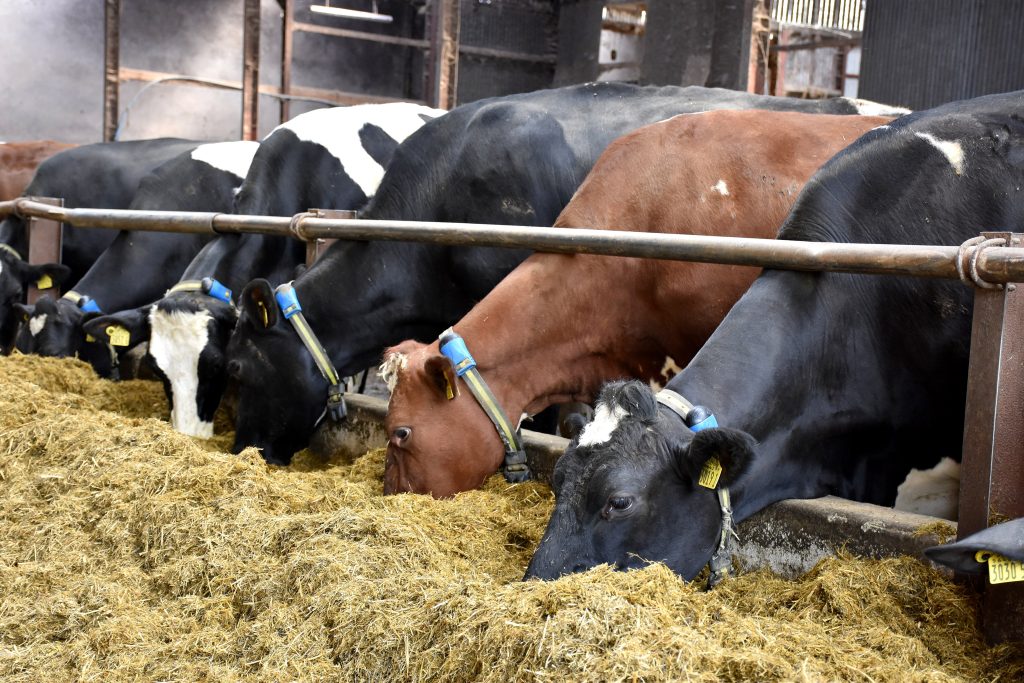 Tough challenge but Kelso family rebuilds dairy herd after losing all ...