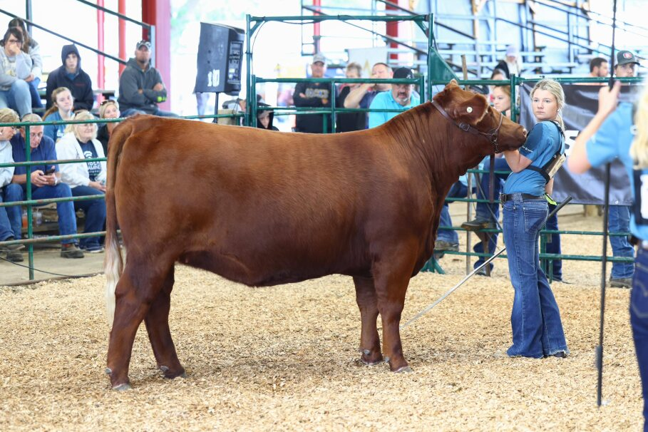 Discover the DEX; New fairgrounds livestock facility continues ...