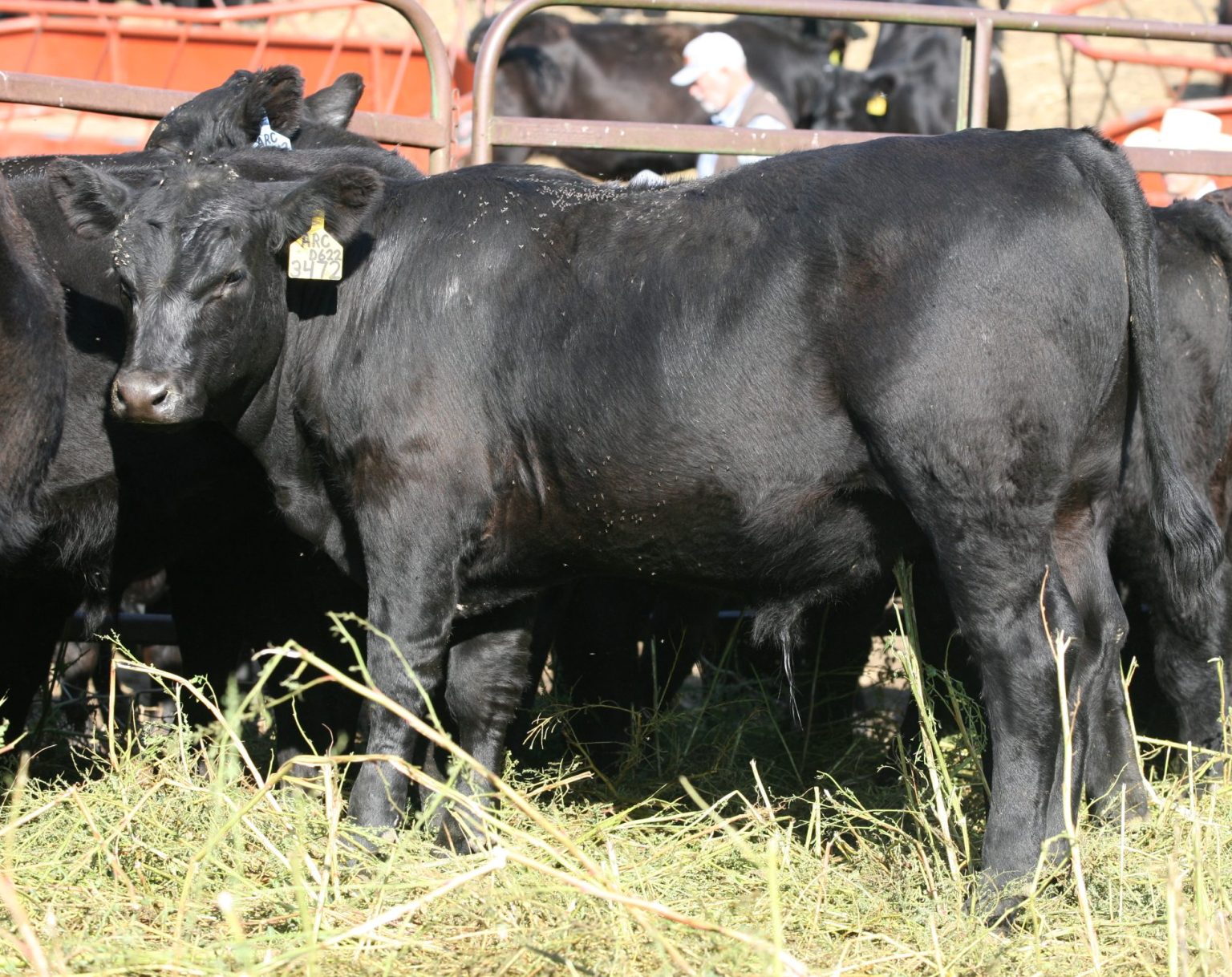 South Dakota Angus Tour | TSLN.com