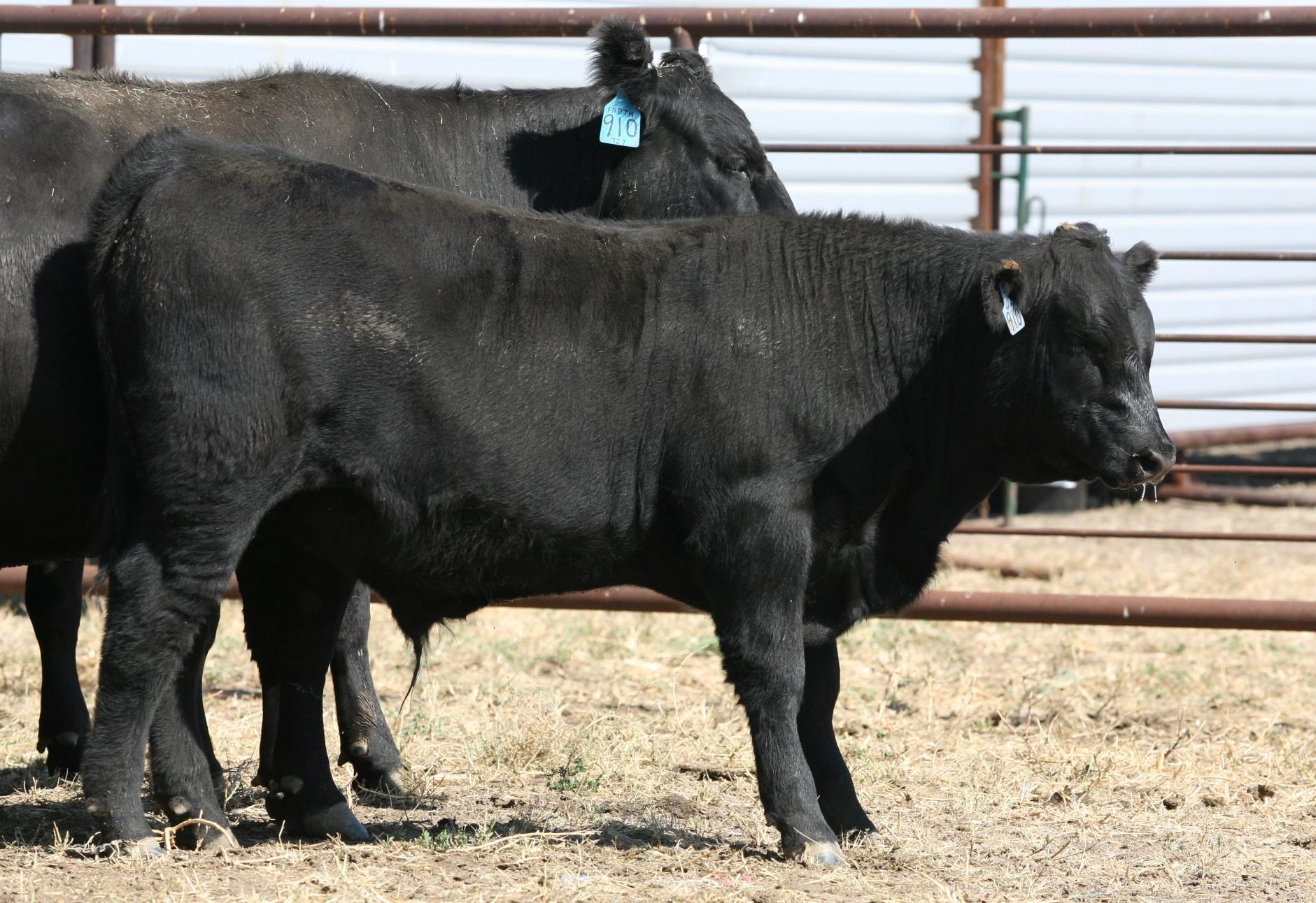 South Dakota Angus Tour | TSLN.com