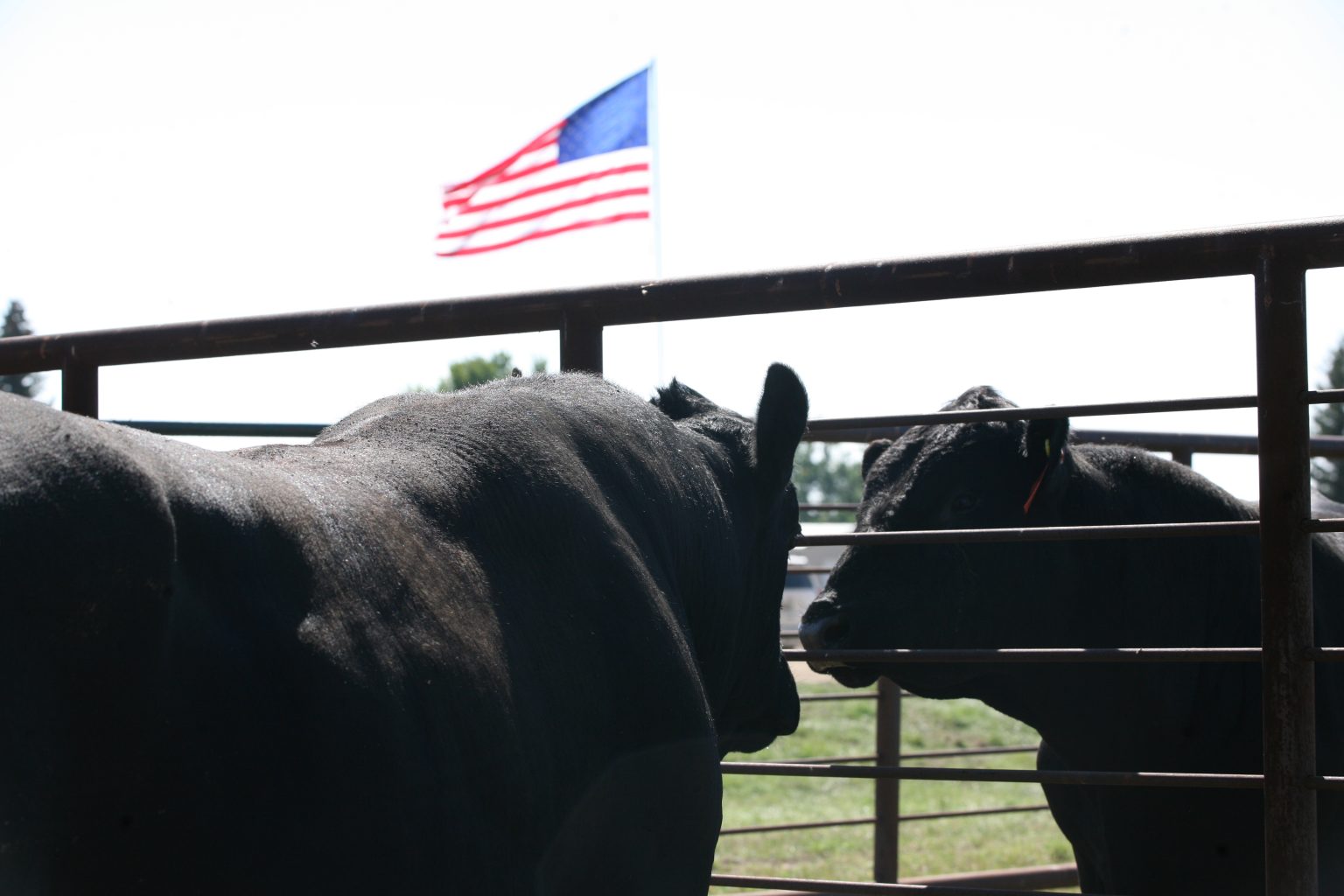 South Dakota Angus Tour | TSLN.com