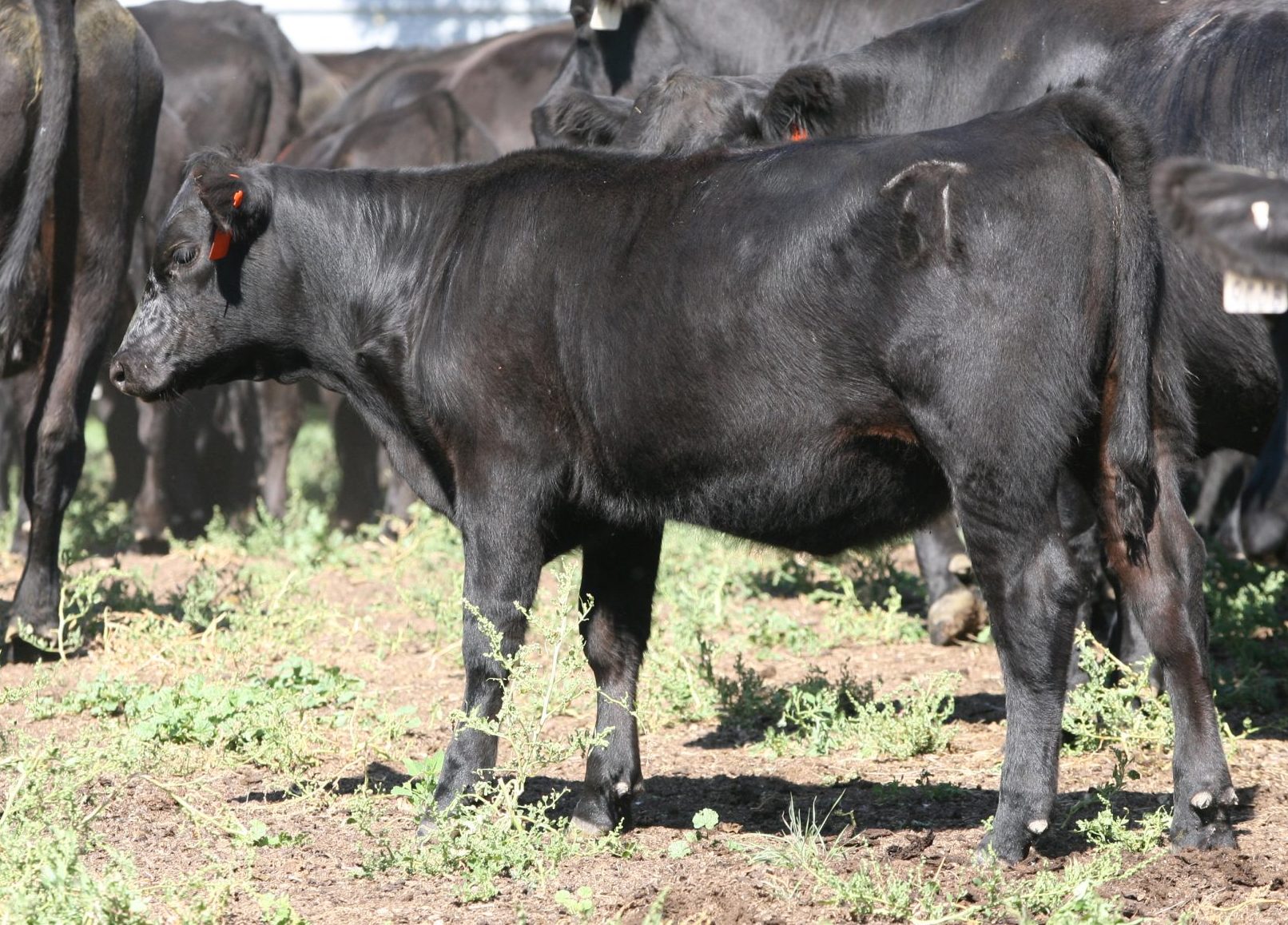 South Dakota Angus Tour | TSLN.com