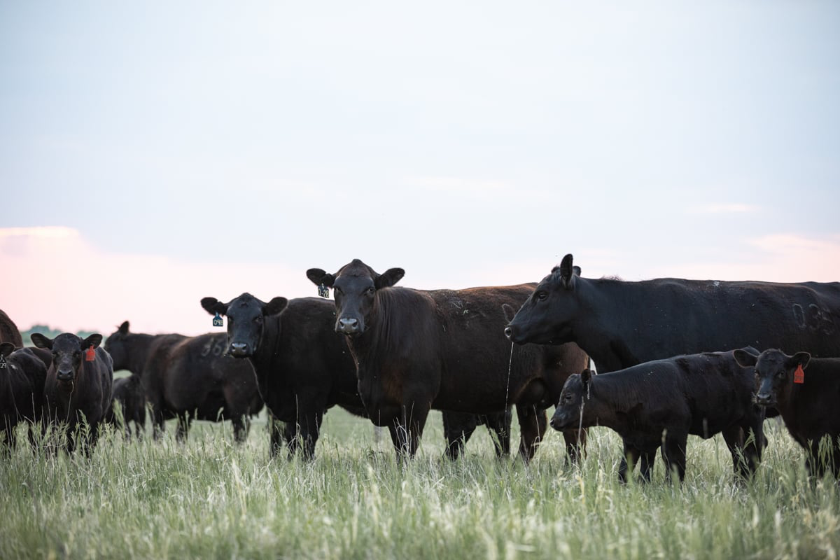 Nebraska Ranch Receives Certified Angus Beef Commercial Award | TSLN.com