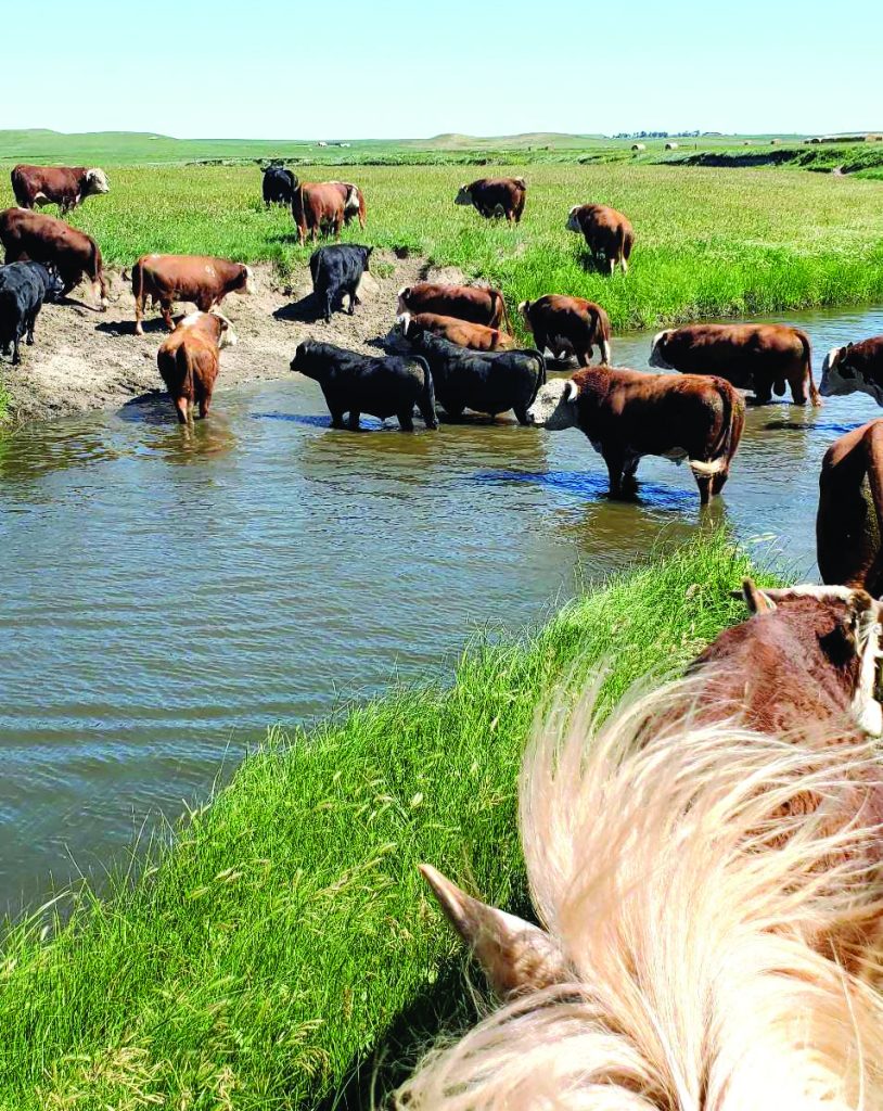 Commercial Cattle and Genomics: Beef Improvement Federation prpese Dr ...