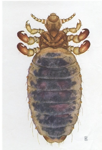 Fall Cattle Lice Treatments | TSLN.com