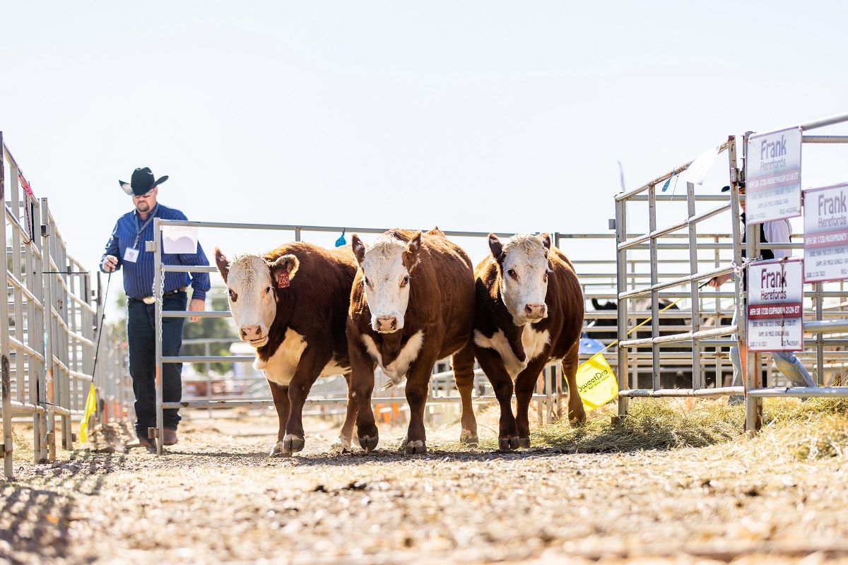 NILE 2023 | NILE Livestock Shows | TSLN.com