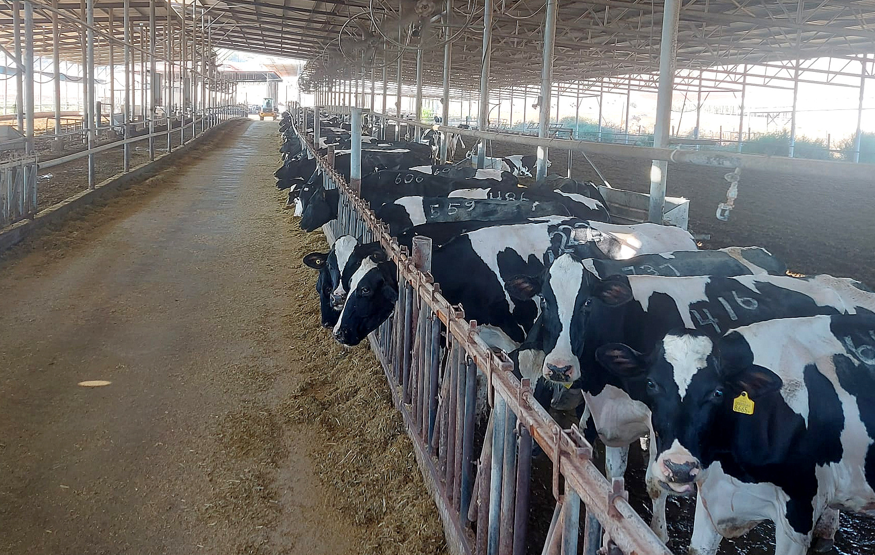 Imported milk and tight slurry regulations create challenges for ...