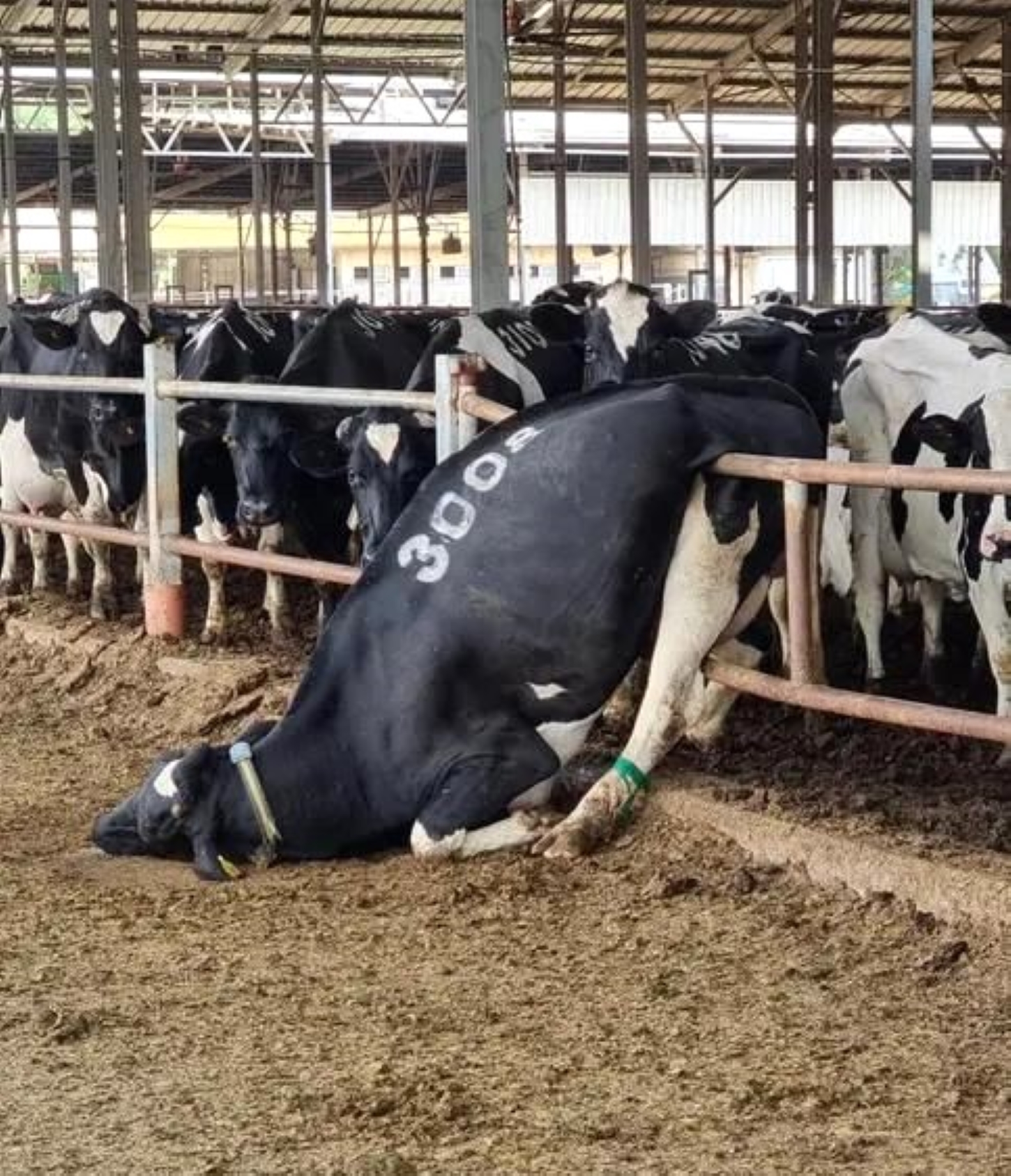 Israeli dairy farmers slaughtered by Hamas as they milked their cows ...