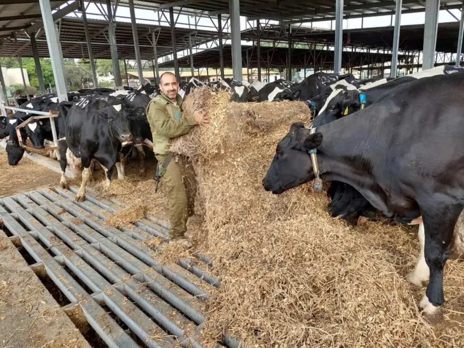 Israeli dairy farmers slaughtered by Hamas as they milked their cows ...