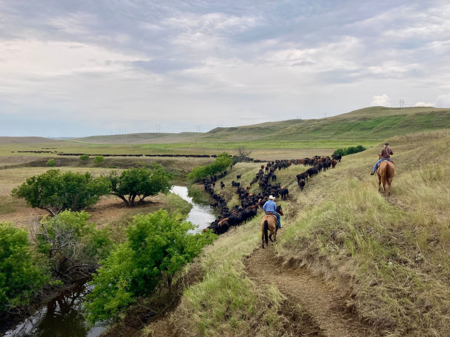 Fall Cattle Journal 2023 | Risk and Reward: Colin and Whitney LaMont ...